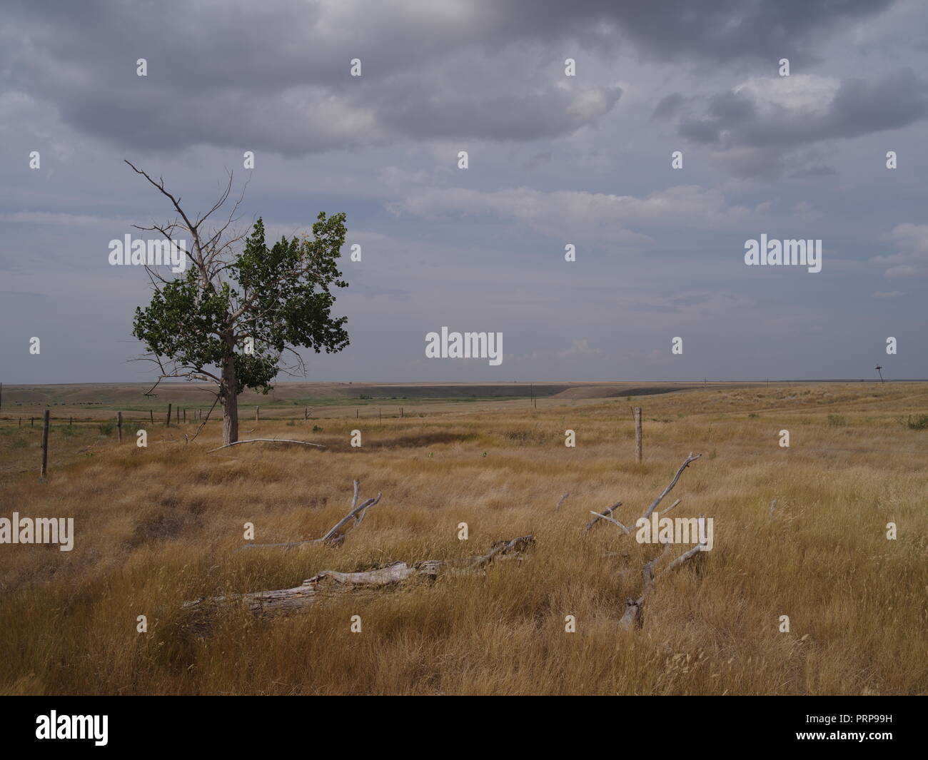 Last surviving tree of a prairie homestead, Saskatchewan, Canada ...