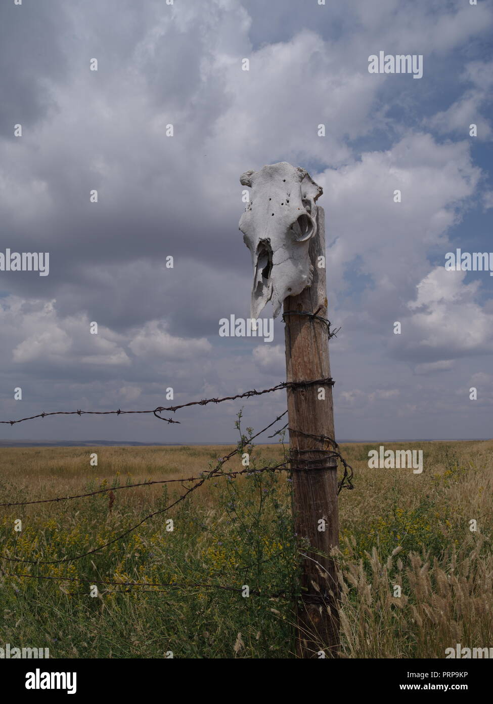 Dead cow drought hi-res stock photography and images - Alamy
