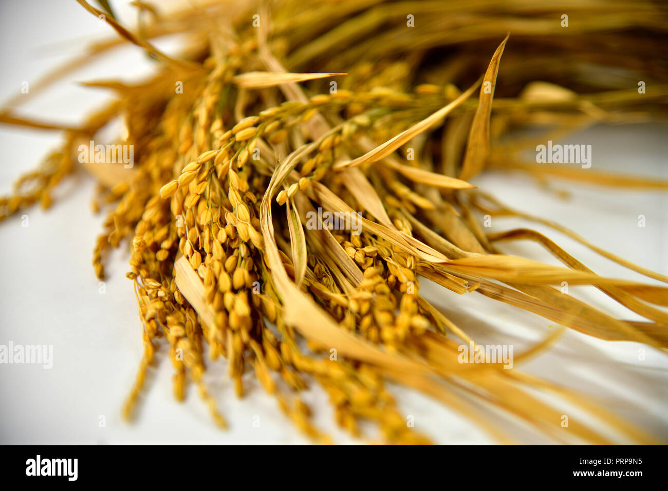 ear of paddy, ears of rice isolated on white background Stock Photo - Alamy