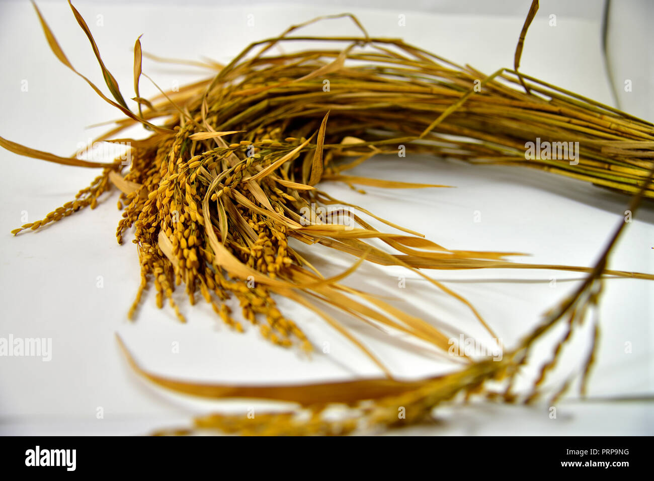 ear of paddy, ears of rice isolated on white background Stock Photo - Alamy