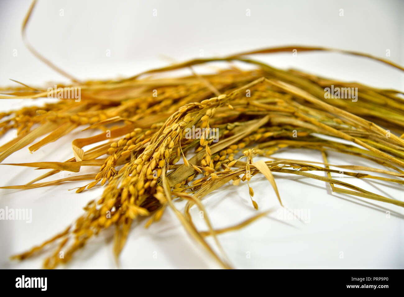 ear of paddy, ears of rice isolated on white background Stock Photo - Alamy