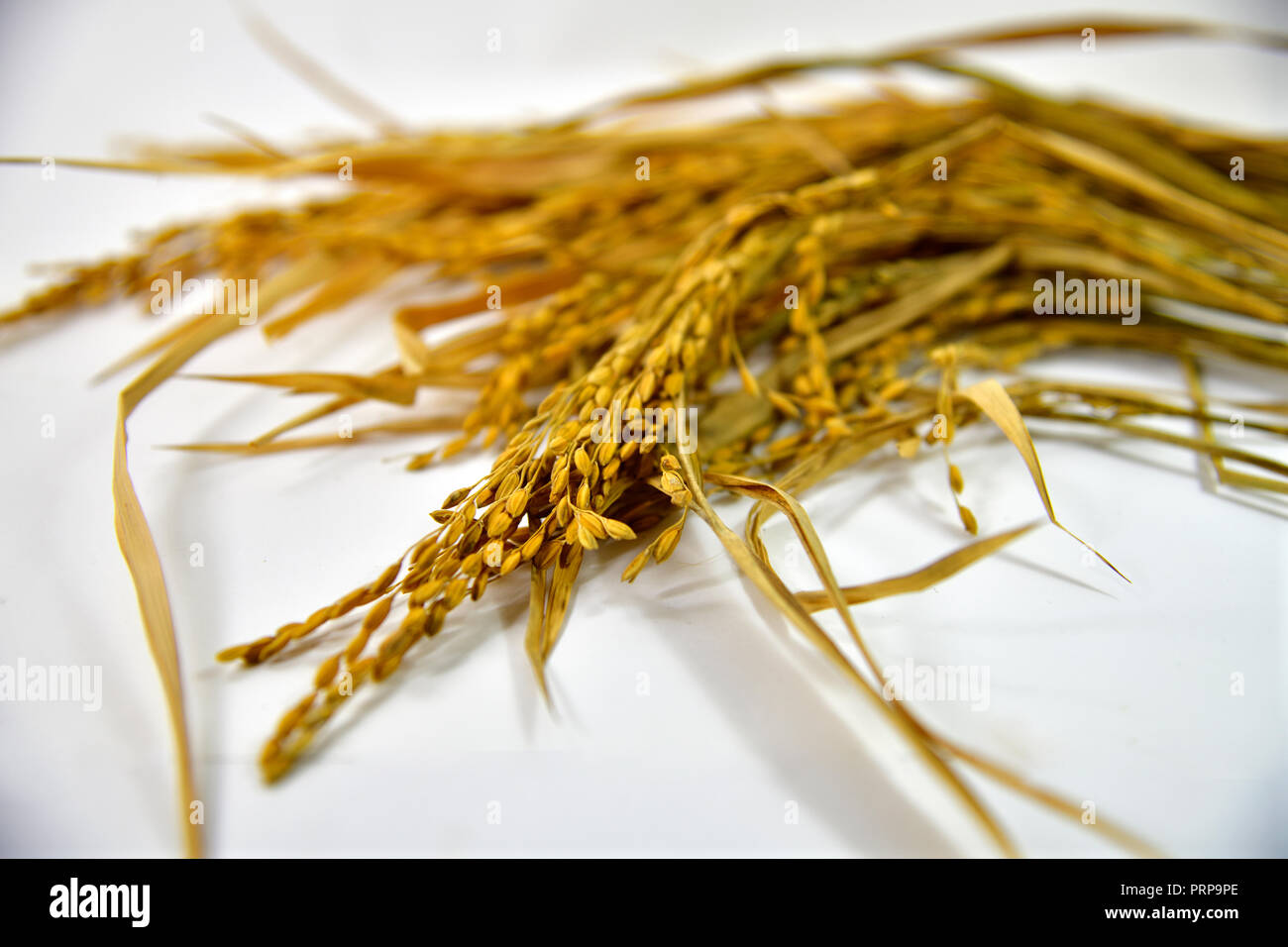 ear of paddy, ears of rice isolated on white background Stock Photo - Alamy