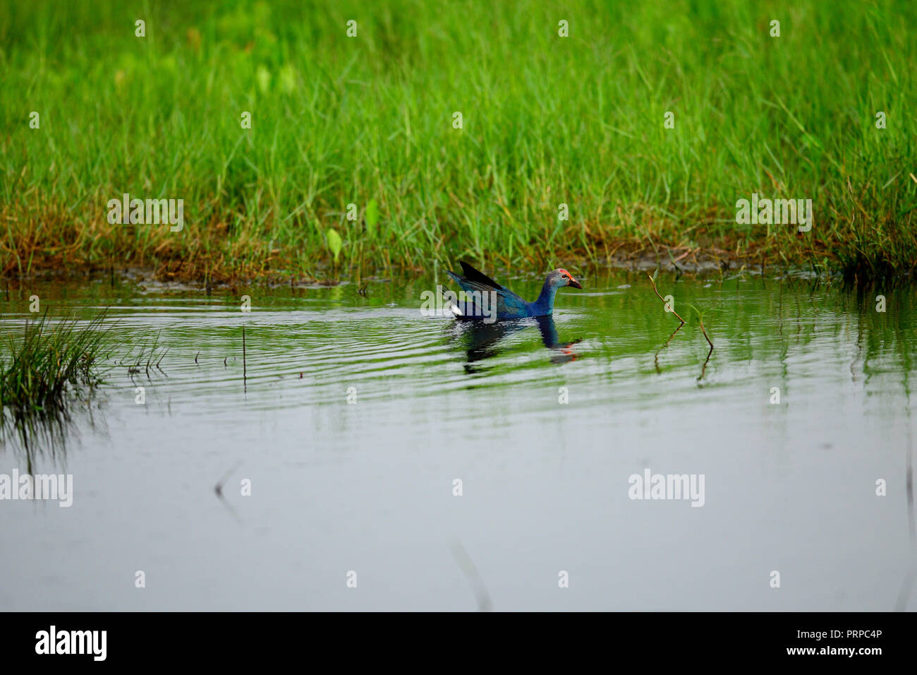 Swamphen wandering in the shallow marsh land Stock Photo - Alamy