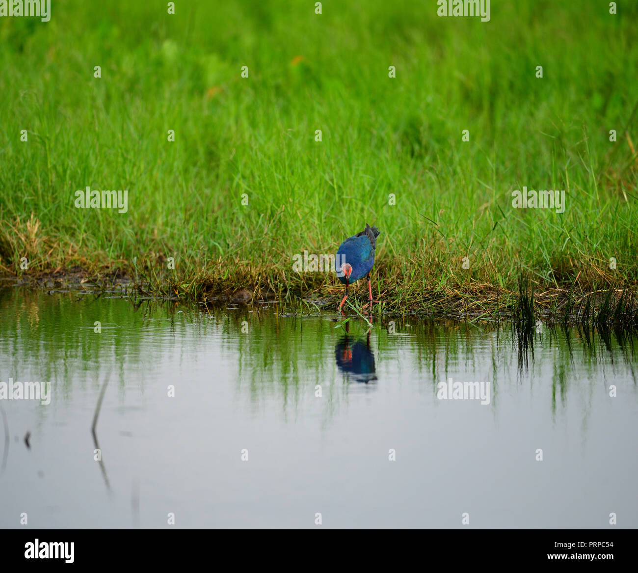 Swamphen wandering in the shallow marsh land Stock Photo - Alamy