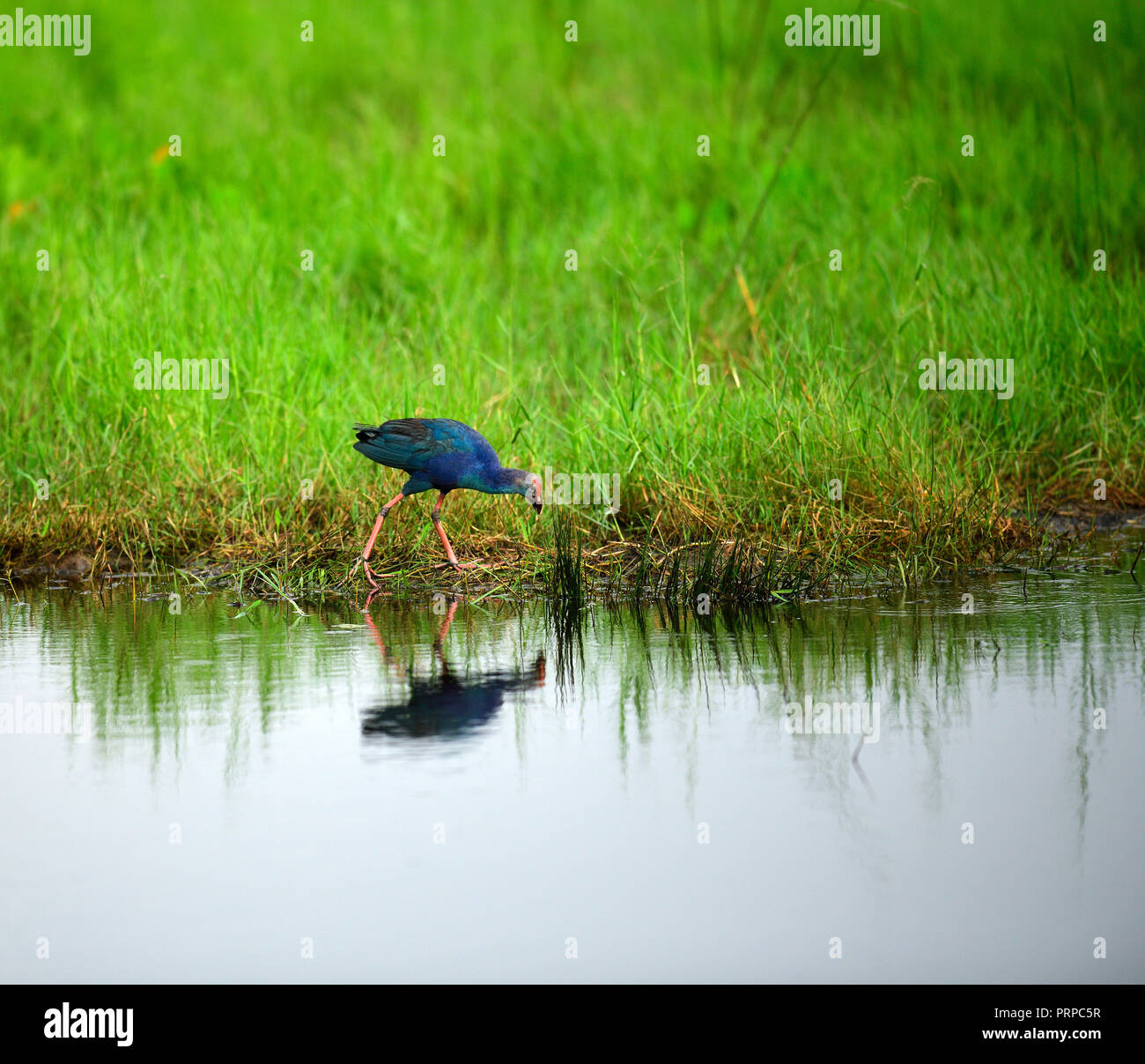 Swamphen wandering in the shallow marsh land Stock Photo - Alamy