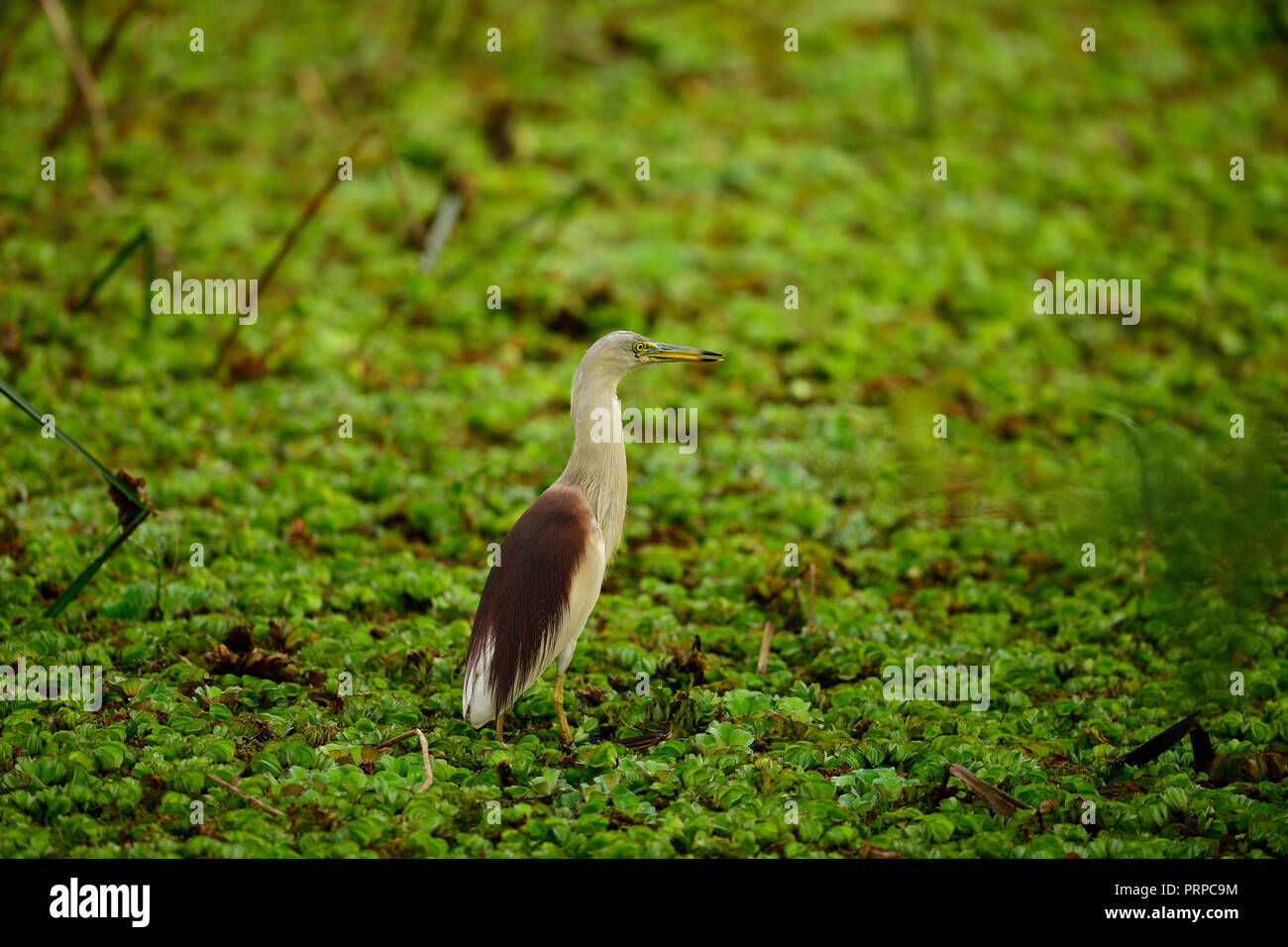 birds in a wetland habitat Stock Photo - Alamy
