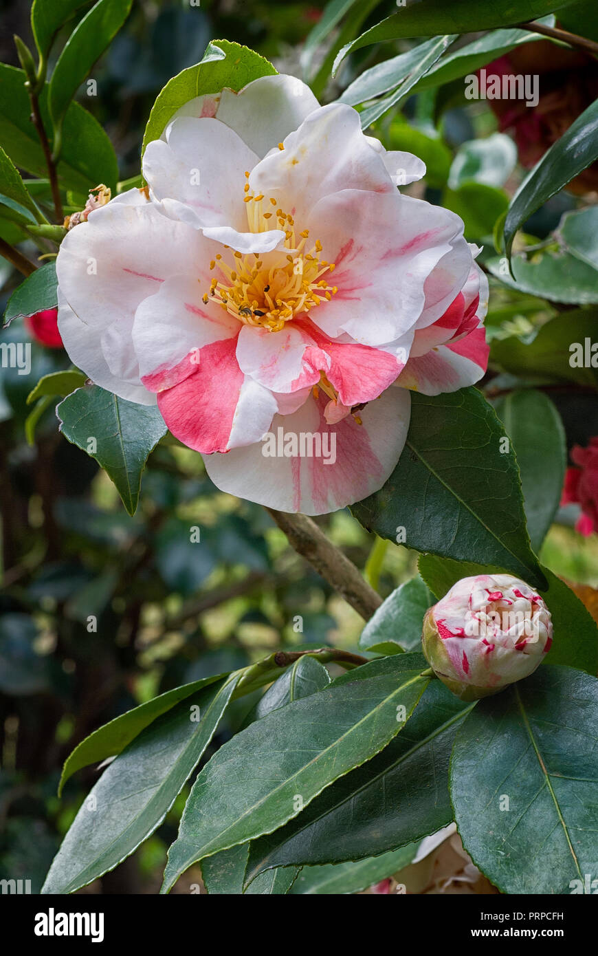 Camellia japonica cv pomponia semi duplex hi-res stock photography and ...