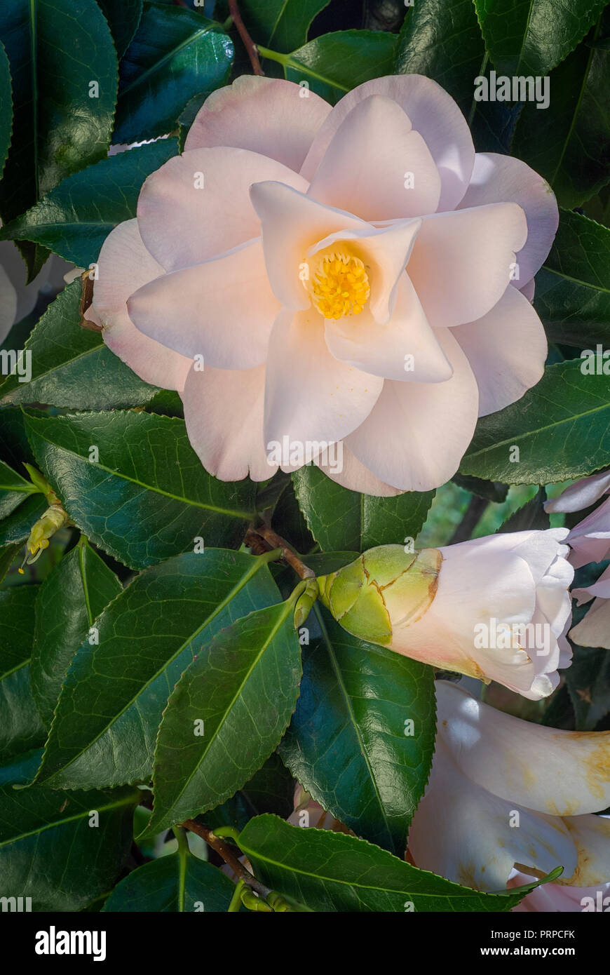 Semi double flower hi-res stock photography and images - Alamy