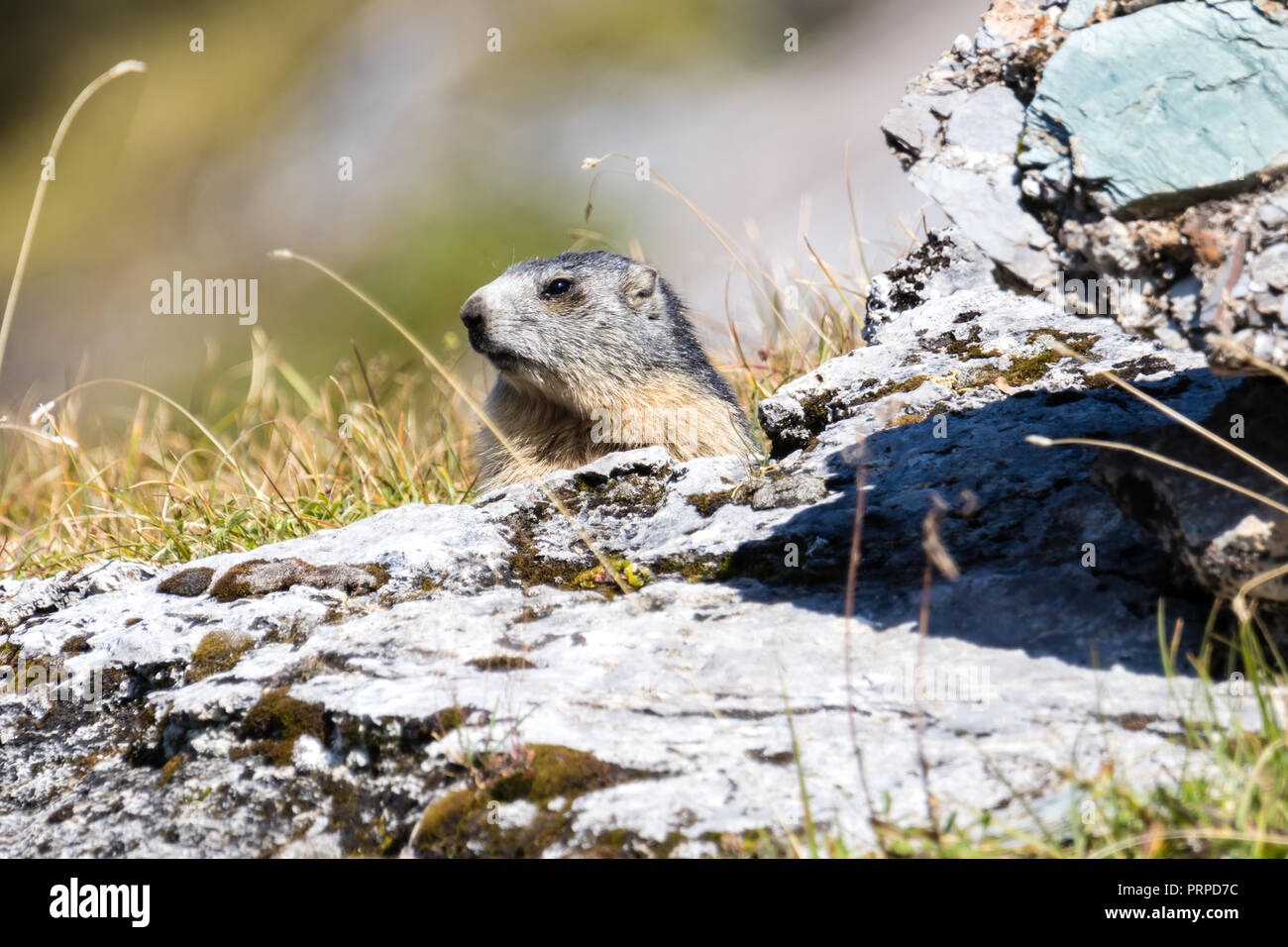 Marmot posing from the Alps mountains Stock Photo - Alamy