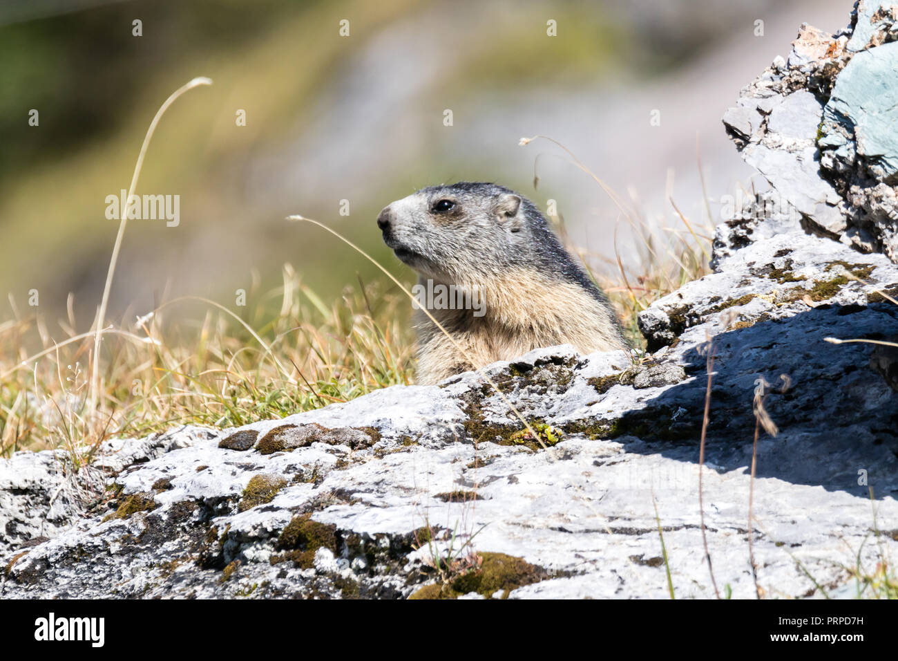 Woodchuck digging hi-res stock photography and images - Alamy