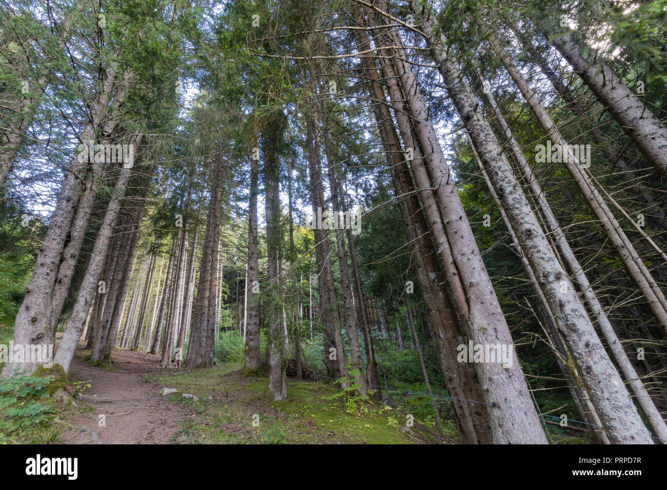 Pines and Conifers forest from the French Alps Stock Photo - Alamy