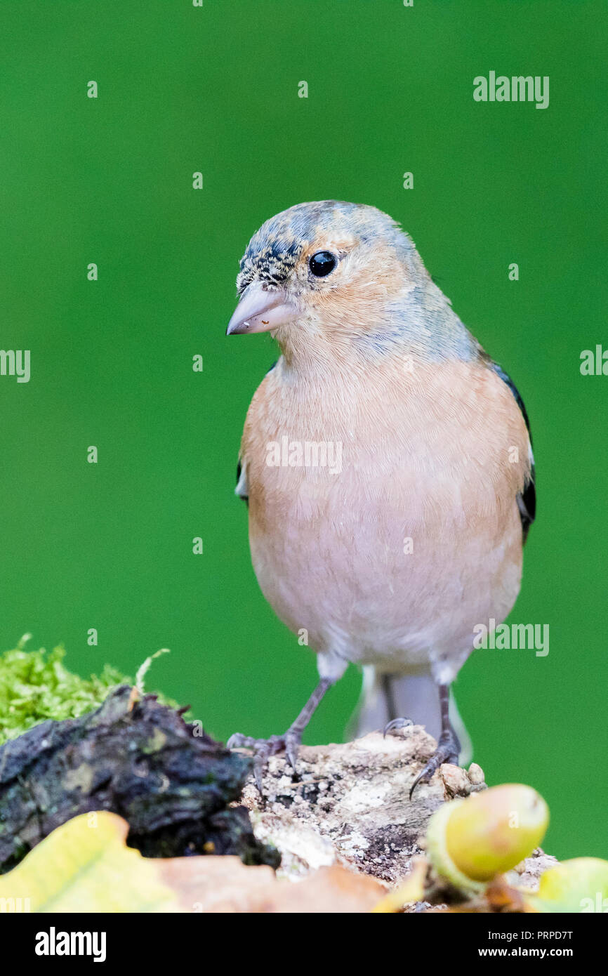 A chaffinch foraging by a garden pool in mid Wales in autumn Stock ...