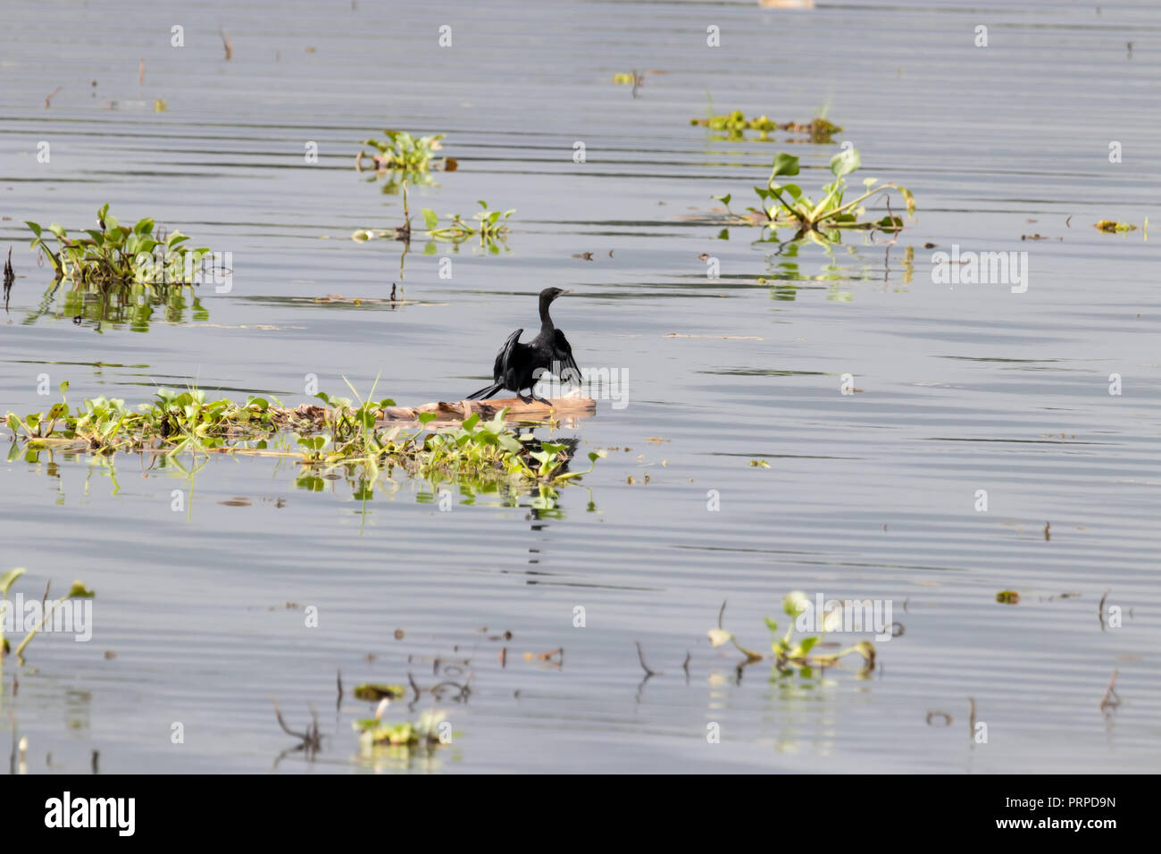 Indian Cormorant from Kerala backwater Stock Photo - Alamy