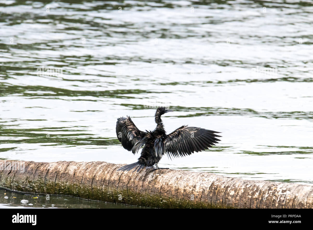 Cormoran diving hi-res stock photography and images - Alamy