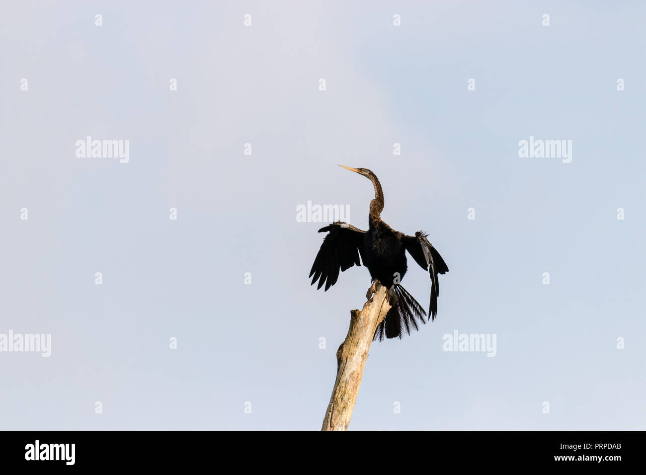 Indian Cormorant from Kerala backwater Stock Photo - Alamy