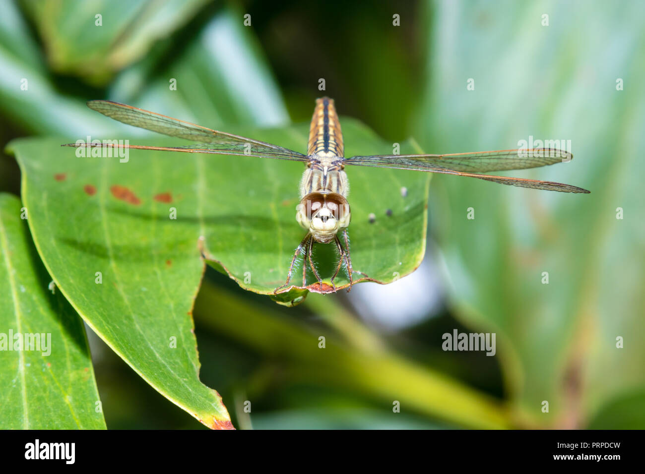 Kerala insect photography hi-res stock photography and images - Alamy