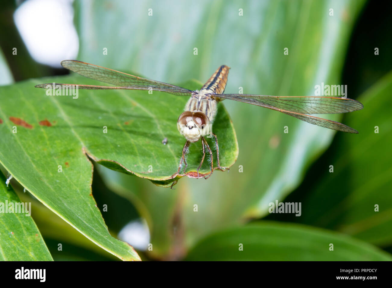 Hydrobasileus croceus Brauer, Amber-Winged Marsh dragonfly from Kerala ...