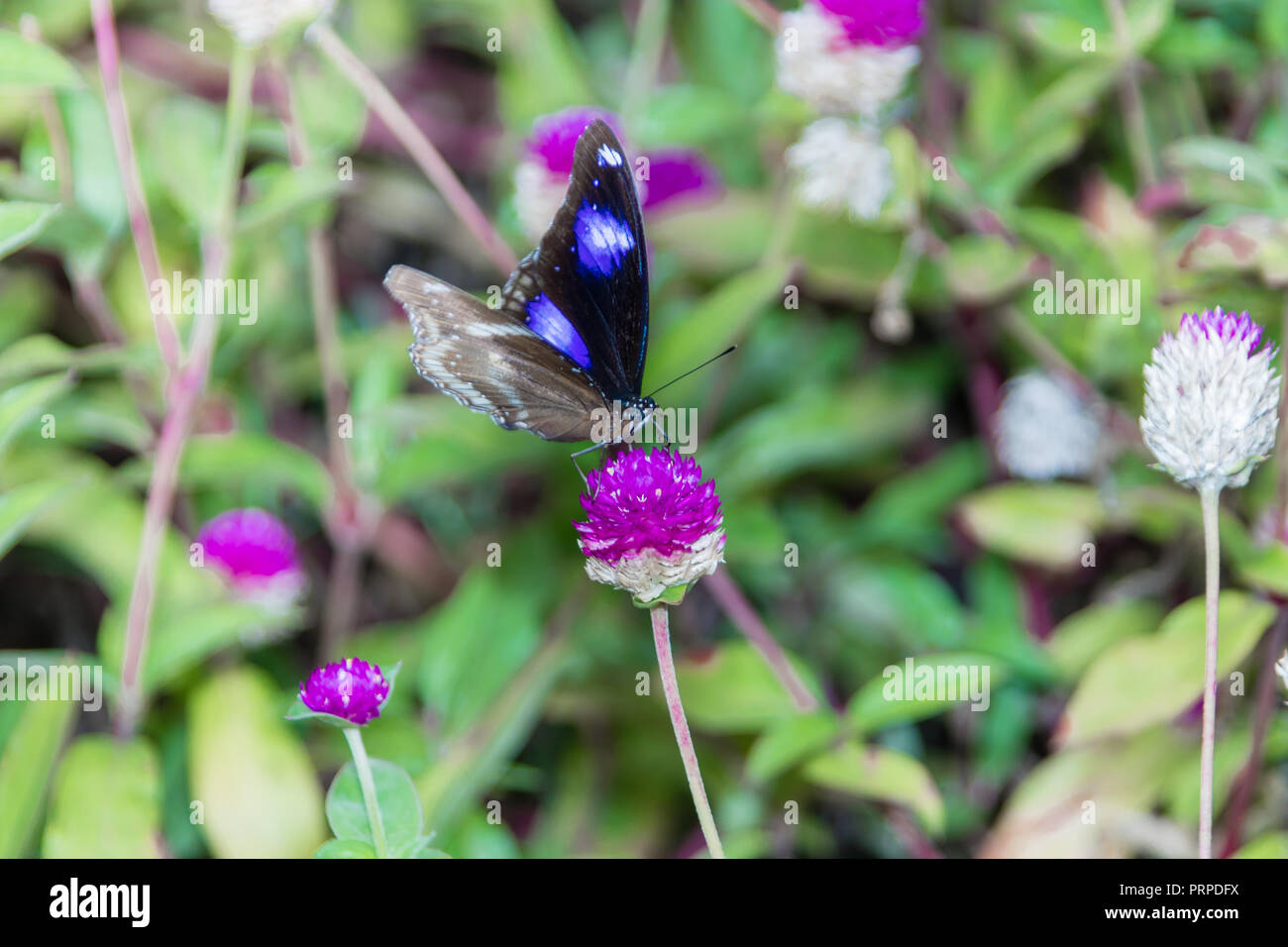 Nymphalid hypolimnas bolina hi-res stock photography and images - Alamy