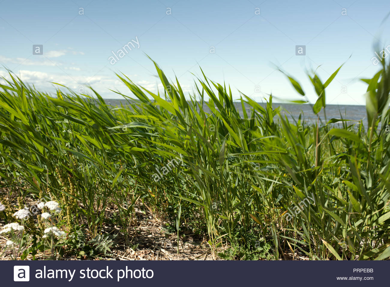 Sea Grass Ecosystem Stock Photos & Sea Grass Ecosystem Stock Images - Alamy