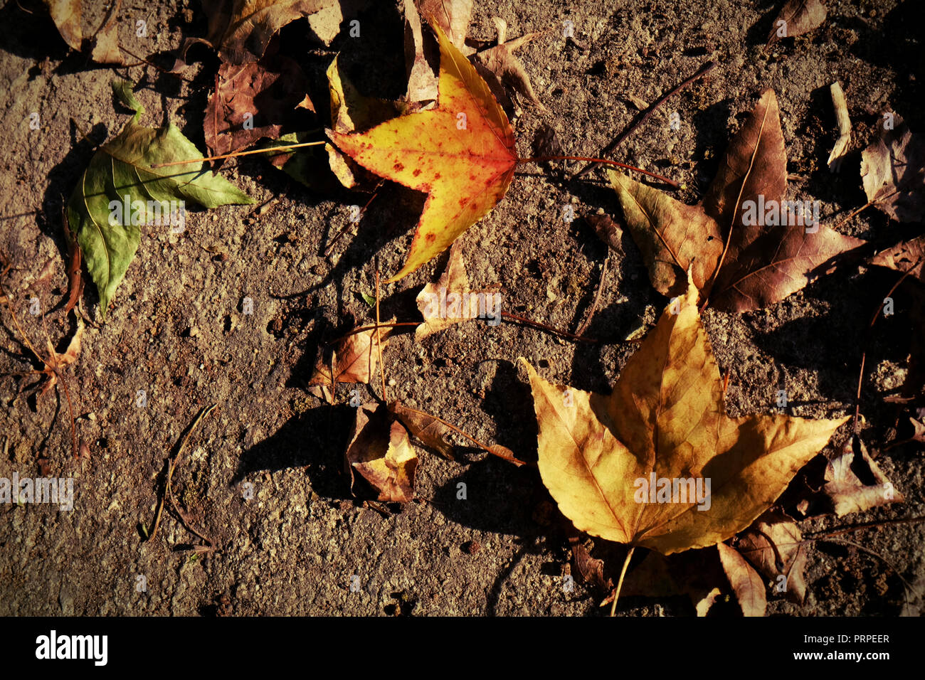 Fallen leaves from a maple tree in sunlight. autumn maple leaves on the ...