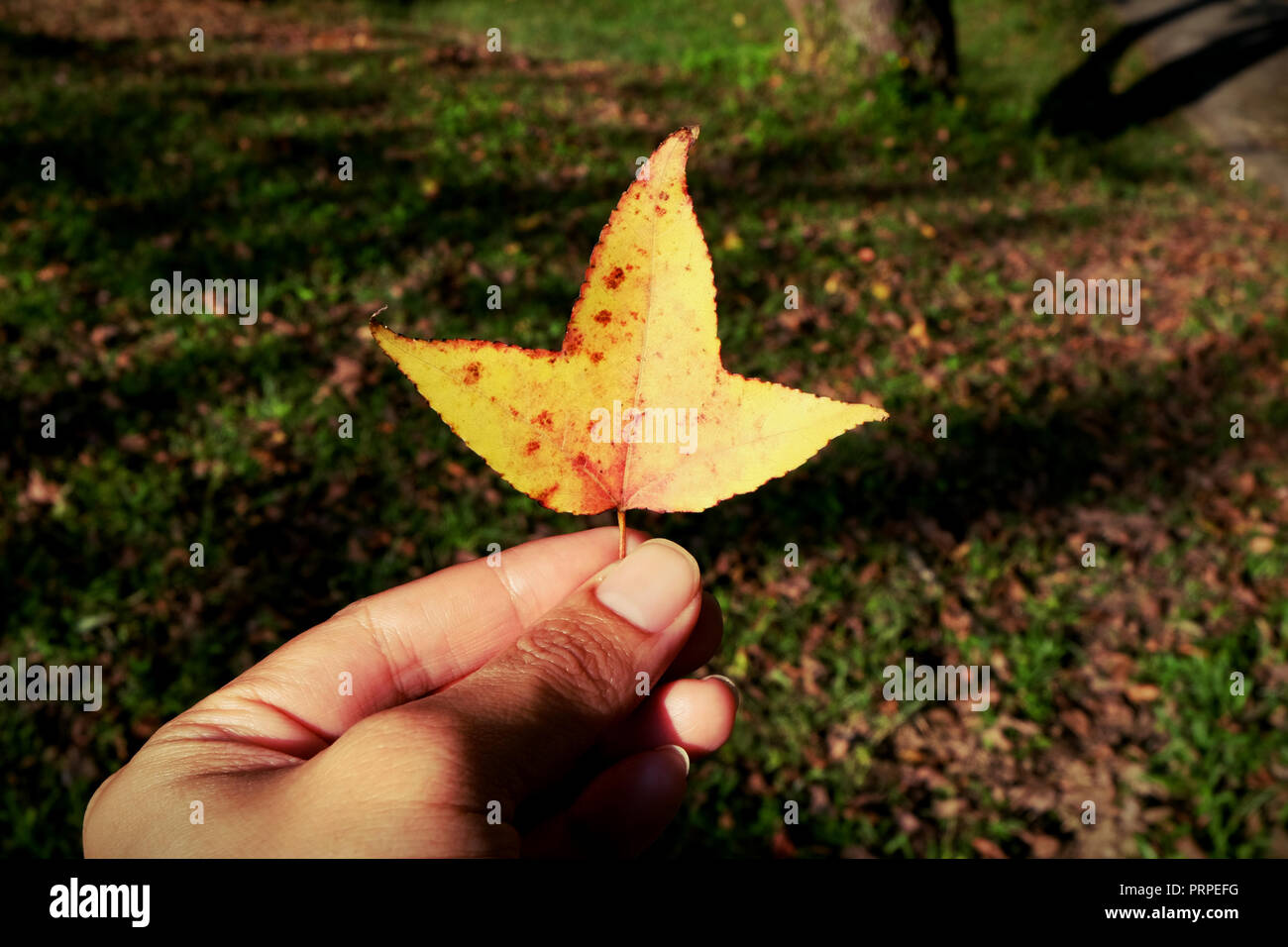 Hand holding maple leaves on natural background Stock Photo - Alamy
