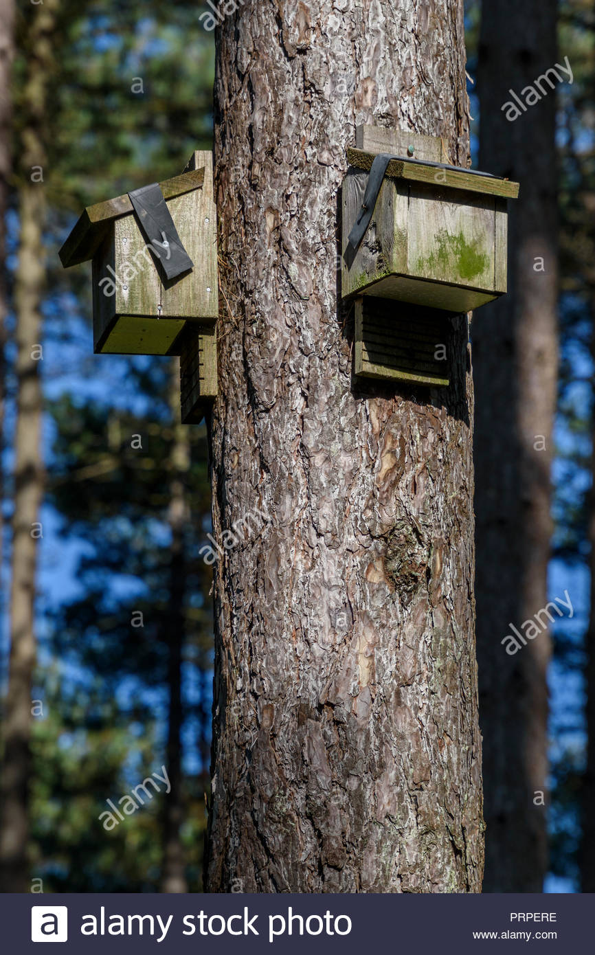 Bat Animal Uk High Resolution Stock Photography and Images - Alamy