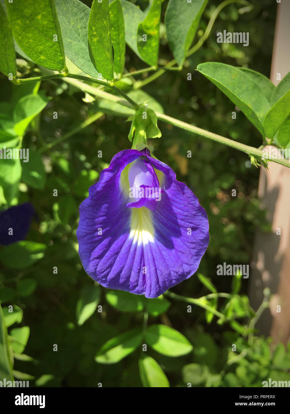 Butterfly pea hi-res stock photography and images - Alamy