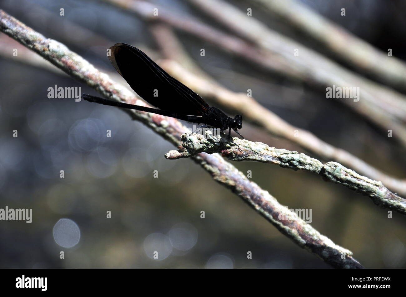 Dragonfly macro hi-res stock photography and images - Alamy