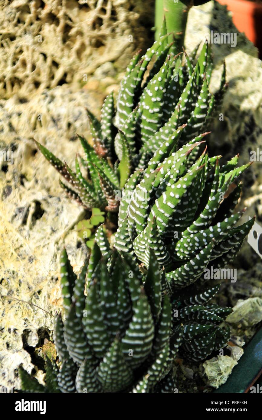 Zebra Plant Haworthia Fasciata High Resolution Stock Photography and ...