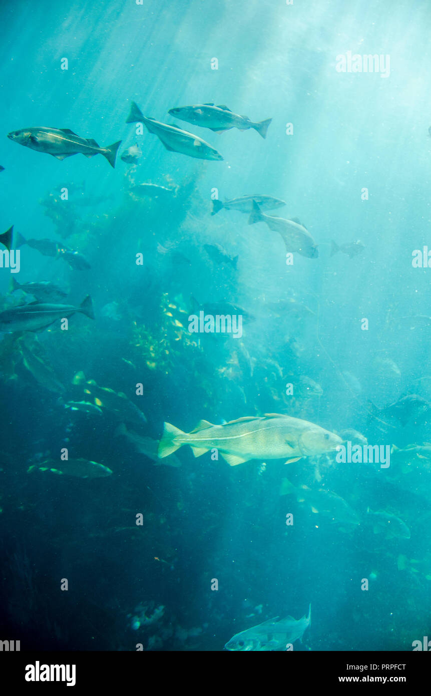 Capelin school hi-res stock photography and images - Alamy