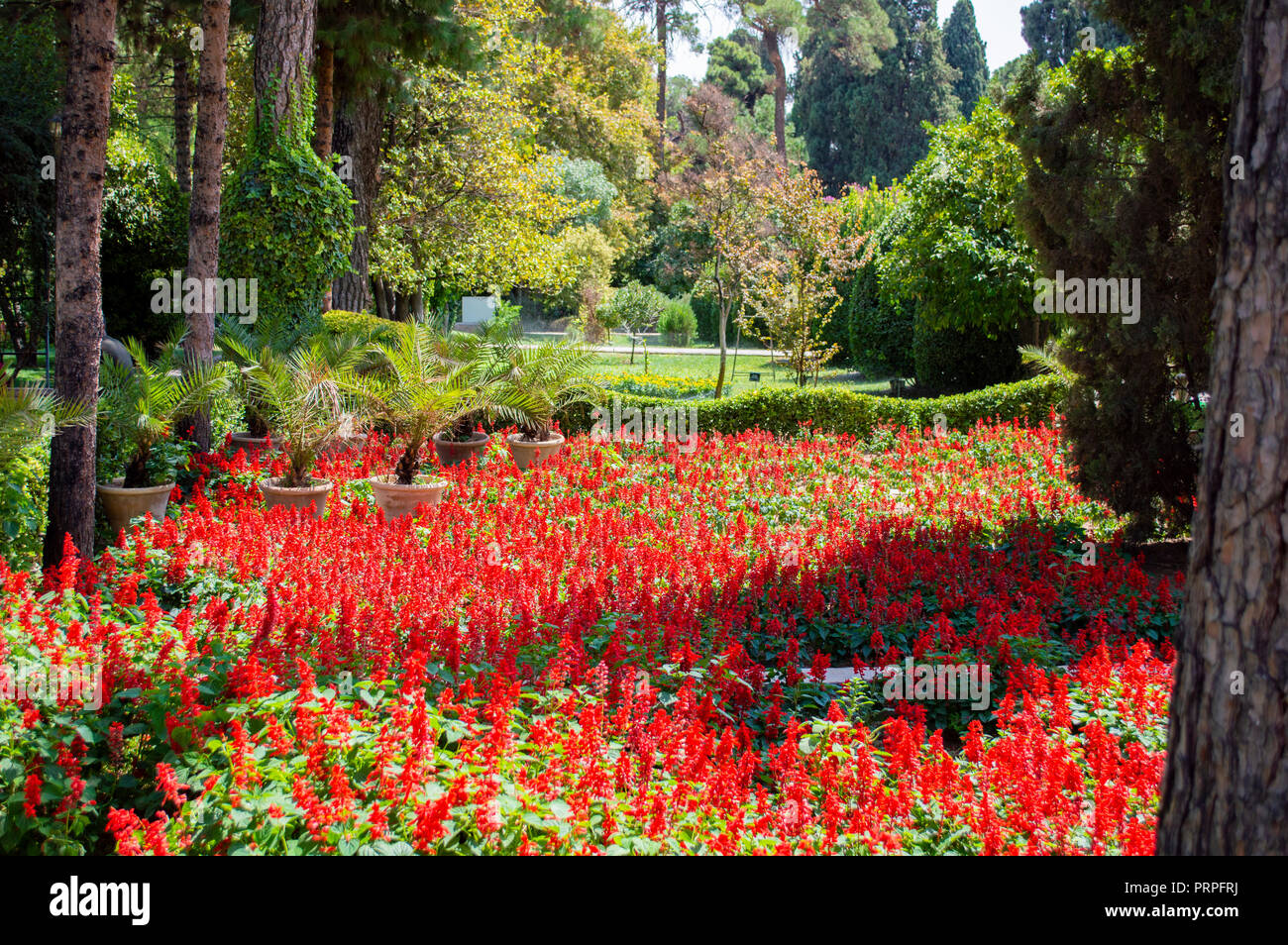 Red flowers at Eram Garden in Shiraz, Iran Stock Photo - Alamy