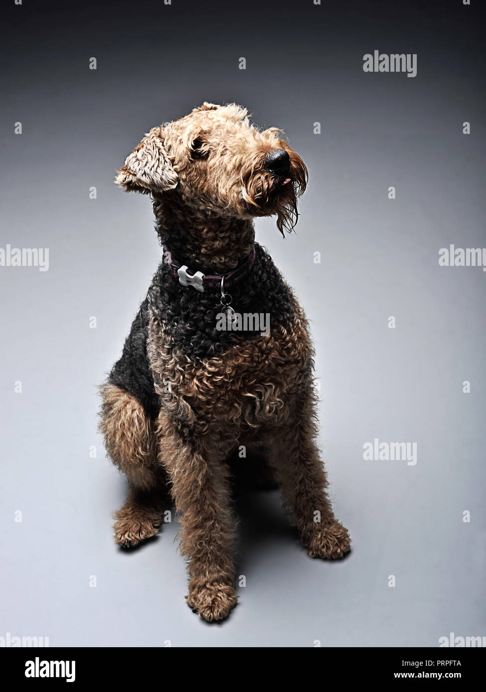 Airdale Terrier is looking up in the studio Stock Photo - Alamy