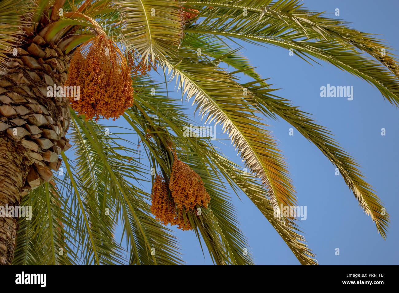 A date palm at Eram Garden in Shiraz, Iran Stock Photo - Alamy