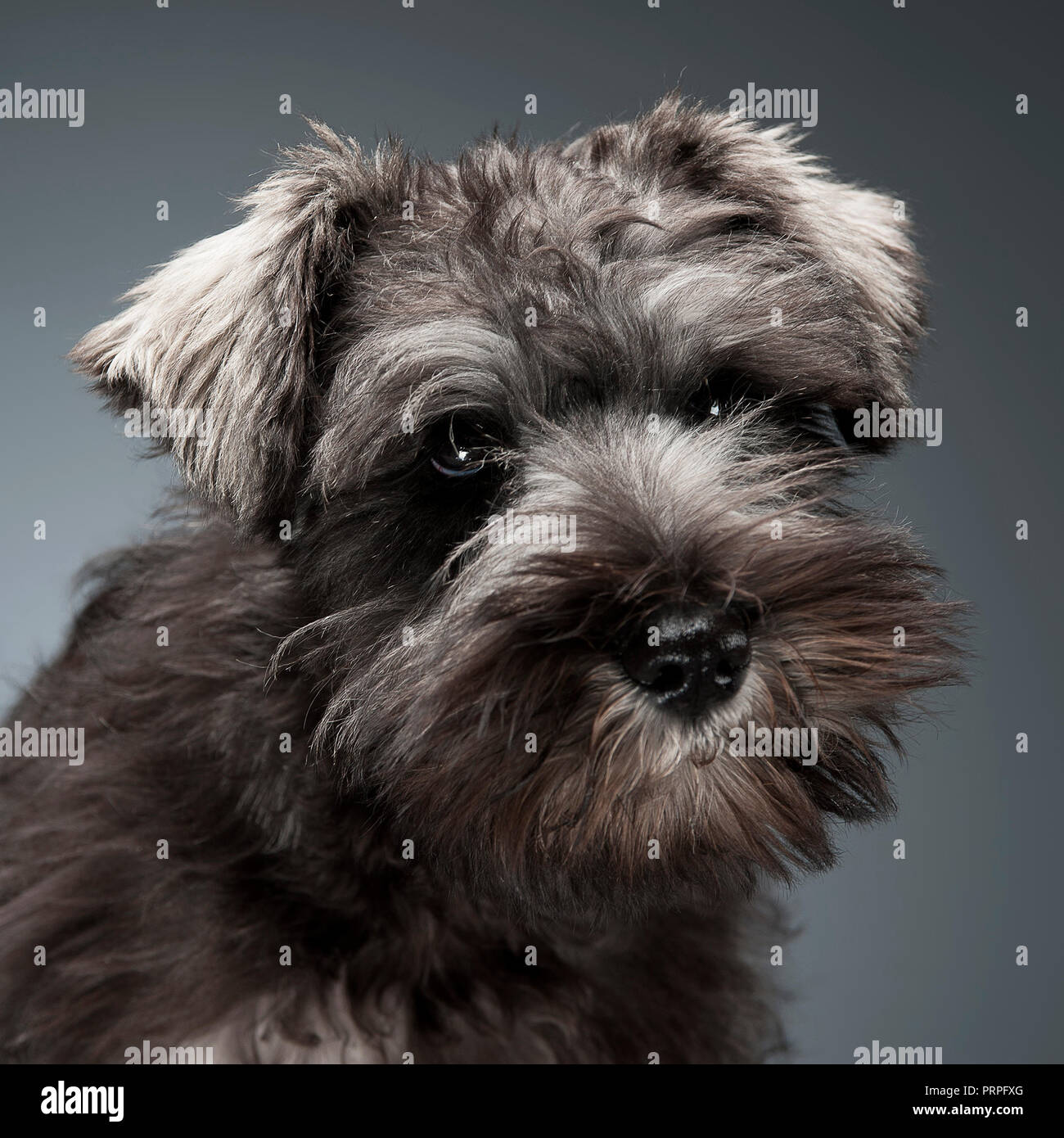 Schnauzer Puppy portrait in a dark studio background Stock Photo - Alamy