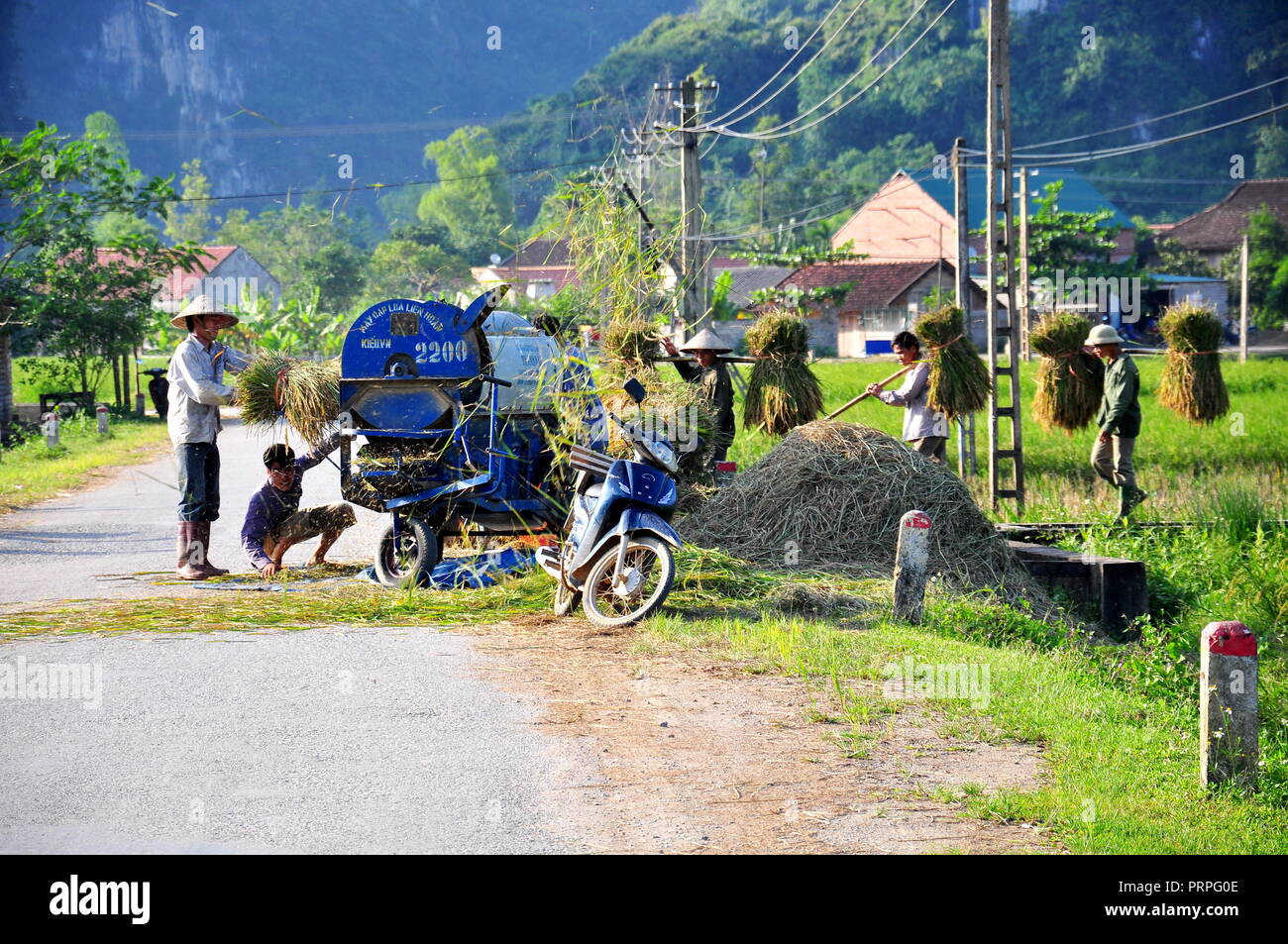 Harvest of rice hi-res stock photography and images - Alamy