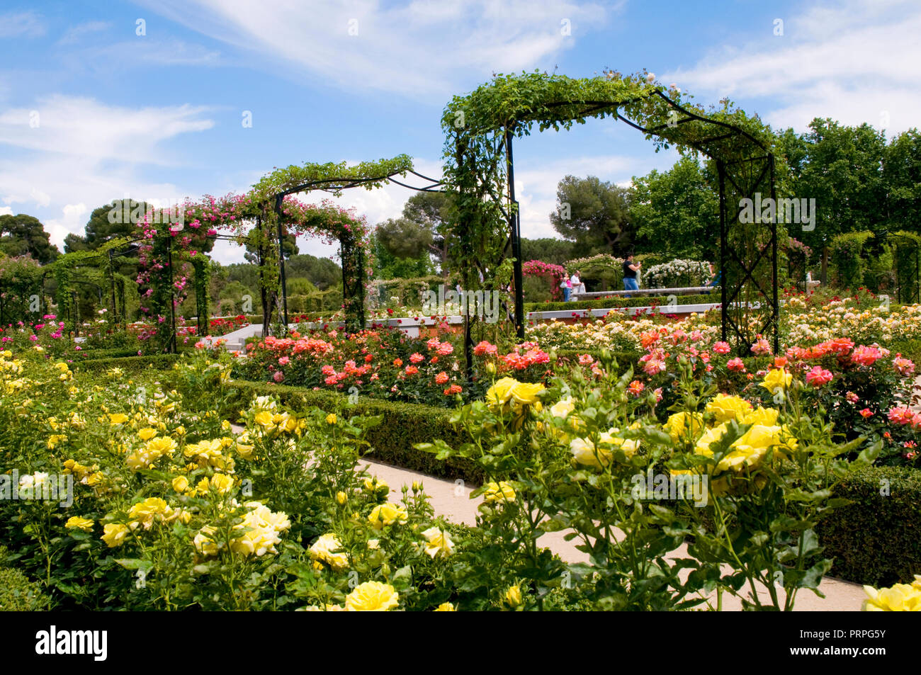 Retiro park madrid blossom hi-res stock photography and images - Alamy