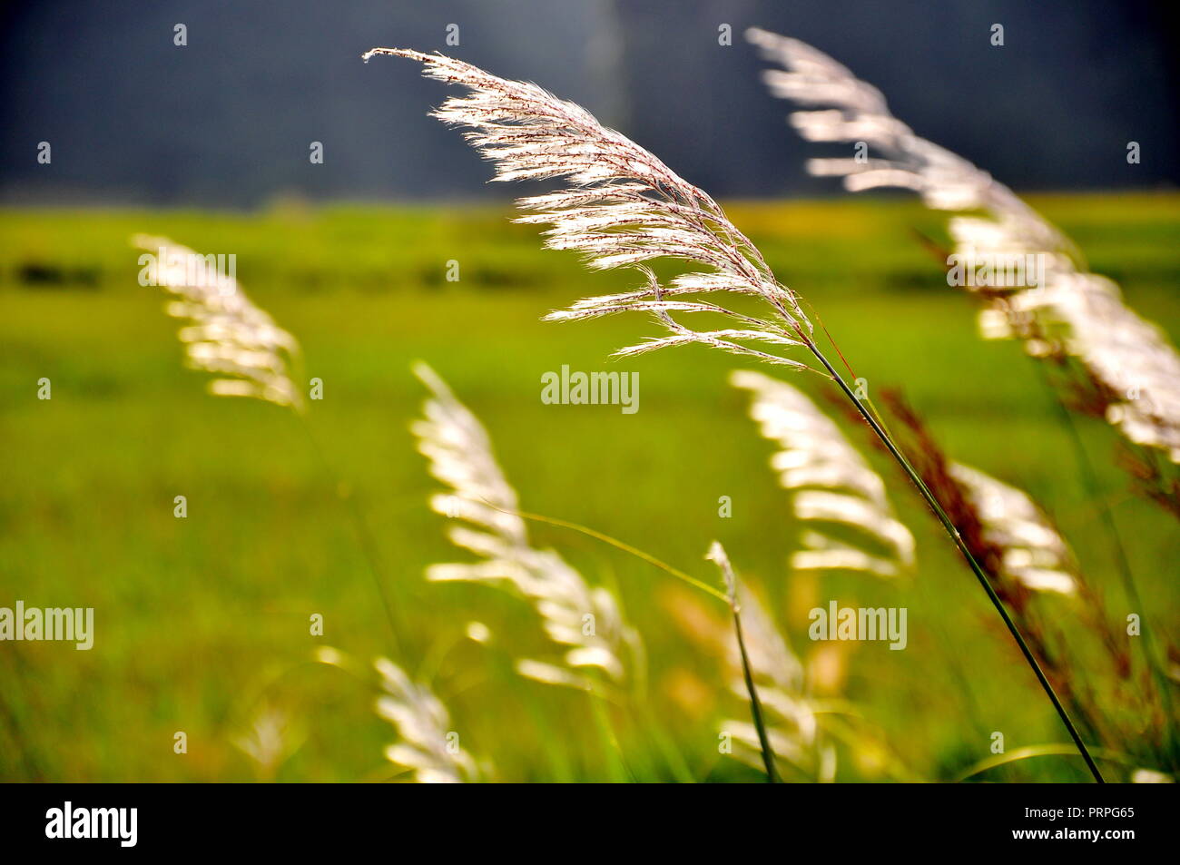 Reed rice hi-res stock photography and images - Alamy