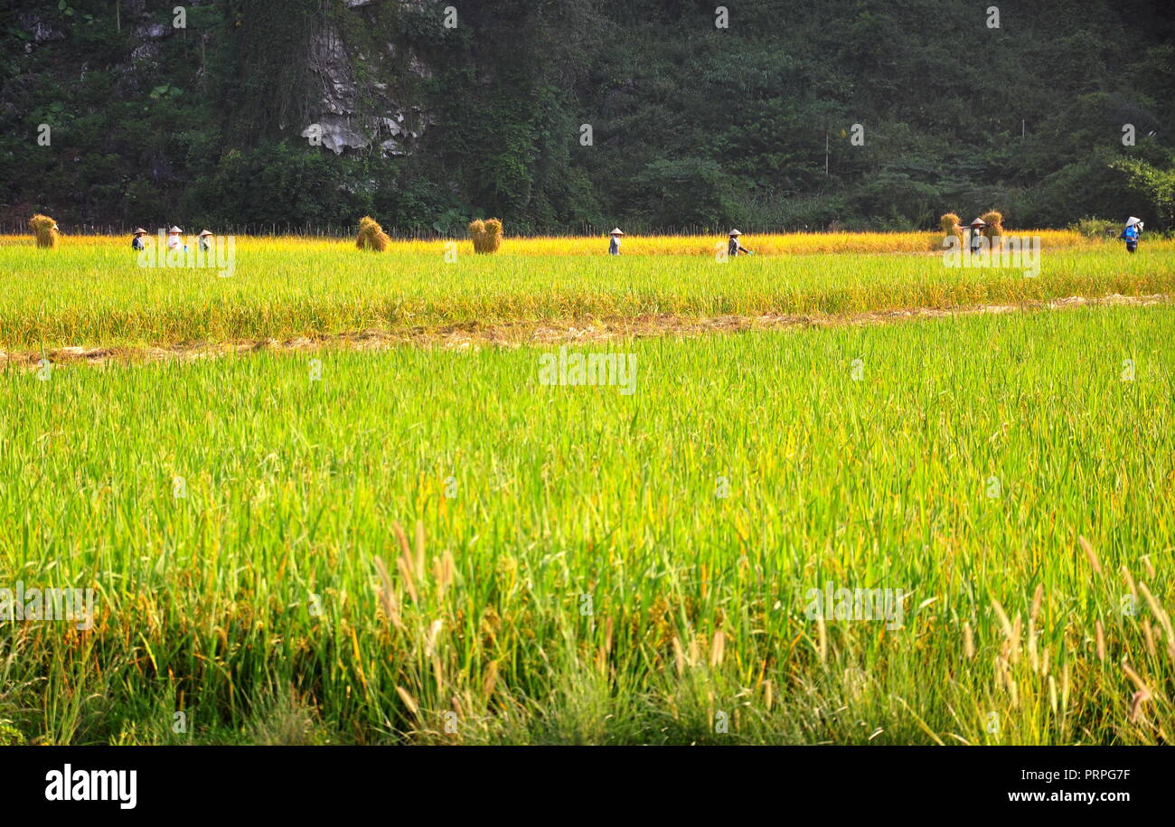 Harvest of rice hi-res stock photography and images - Alamy