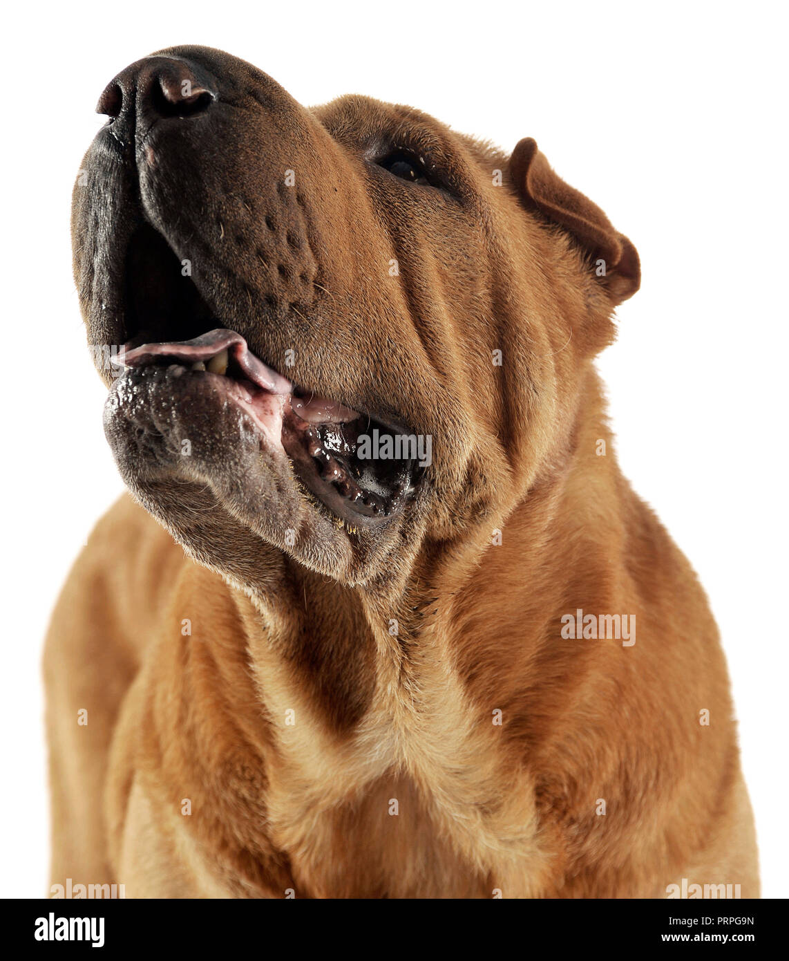 Shar pei portrait hi-res stock photography and images - Alamy