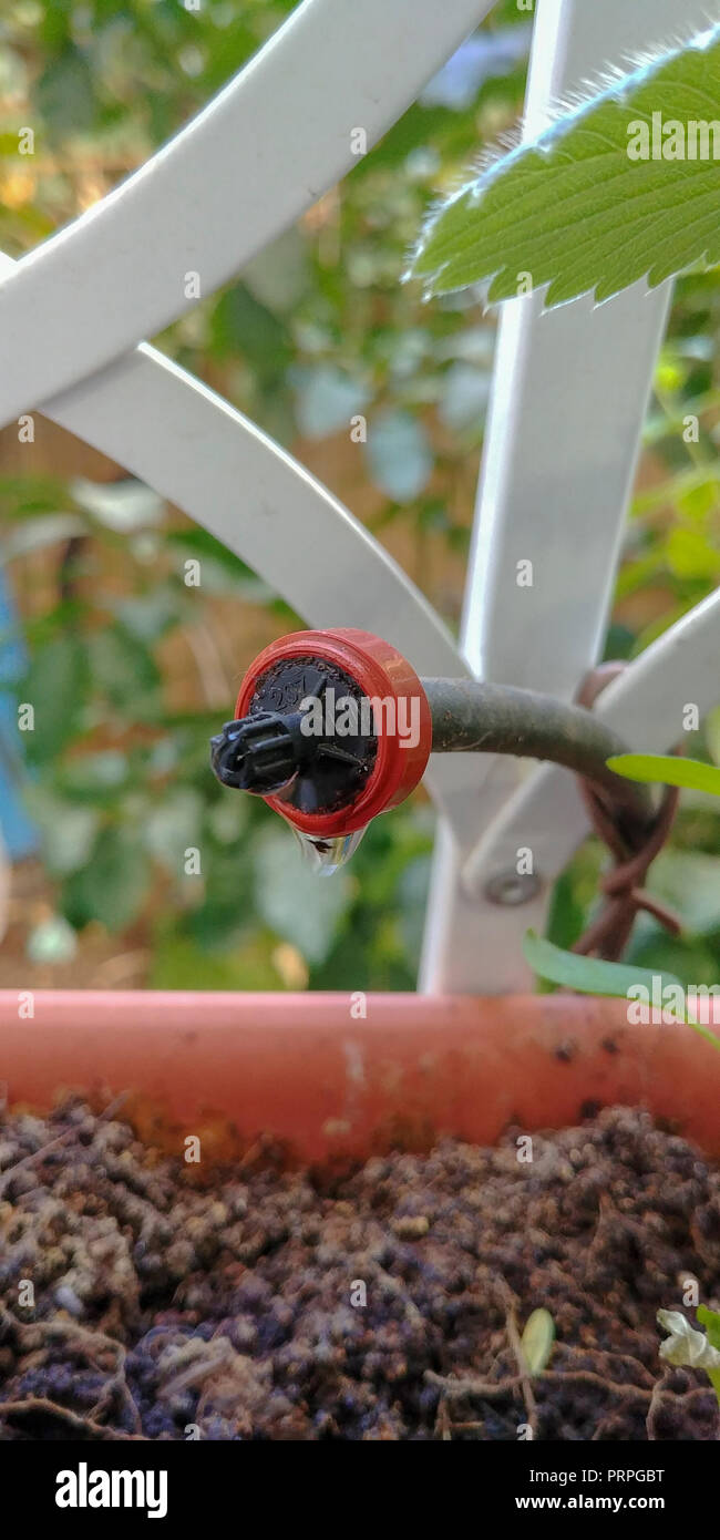 Drip Irrigation. Close up of the dripping device. this apparatus ...