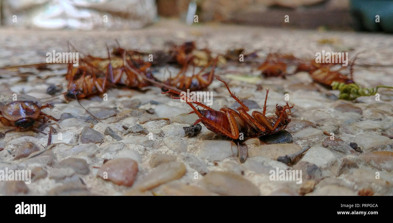 Poisoned and Dead American cockroach (Periplaneta americana) lying on ...