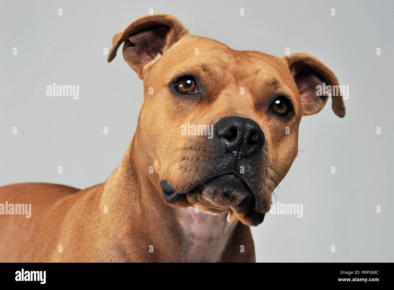 Amstaff portrait in a white photo studio Stock Photo - Alamy