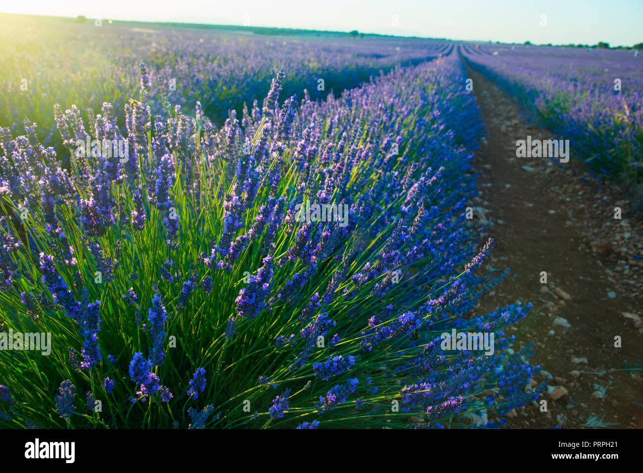Lavandula spica hi-res stock photography and images - Alamy