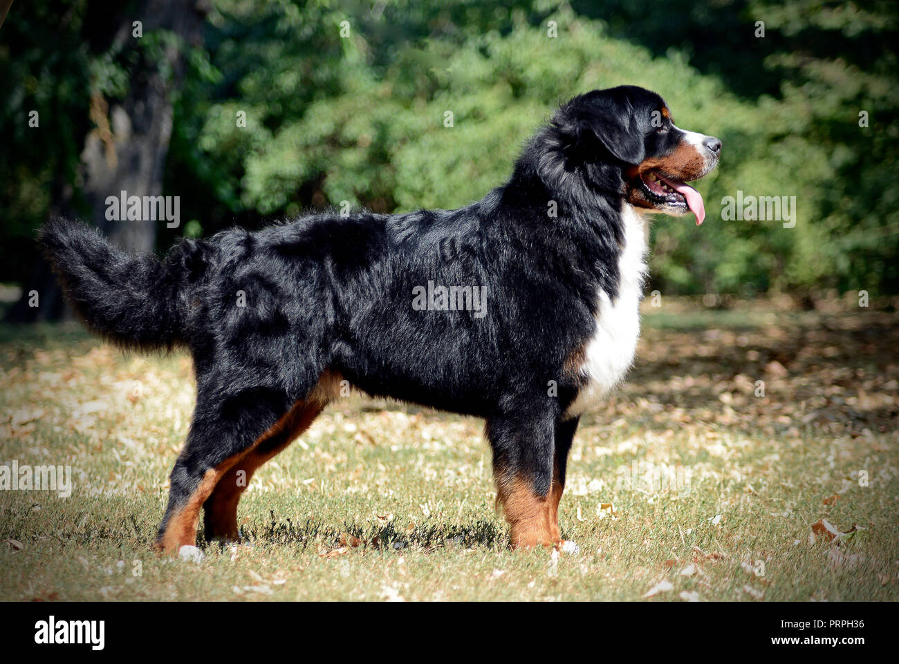 Bernese Mountain Dog standard in a park Stock Photo - Alamy