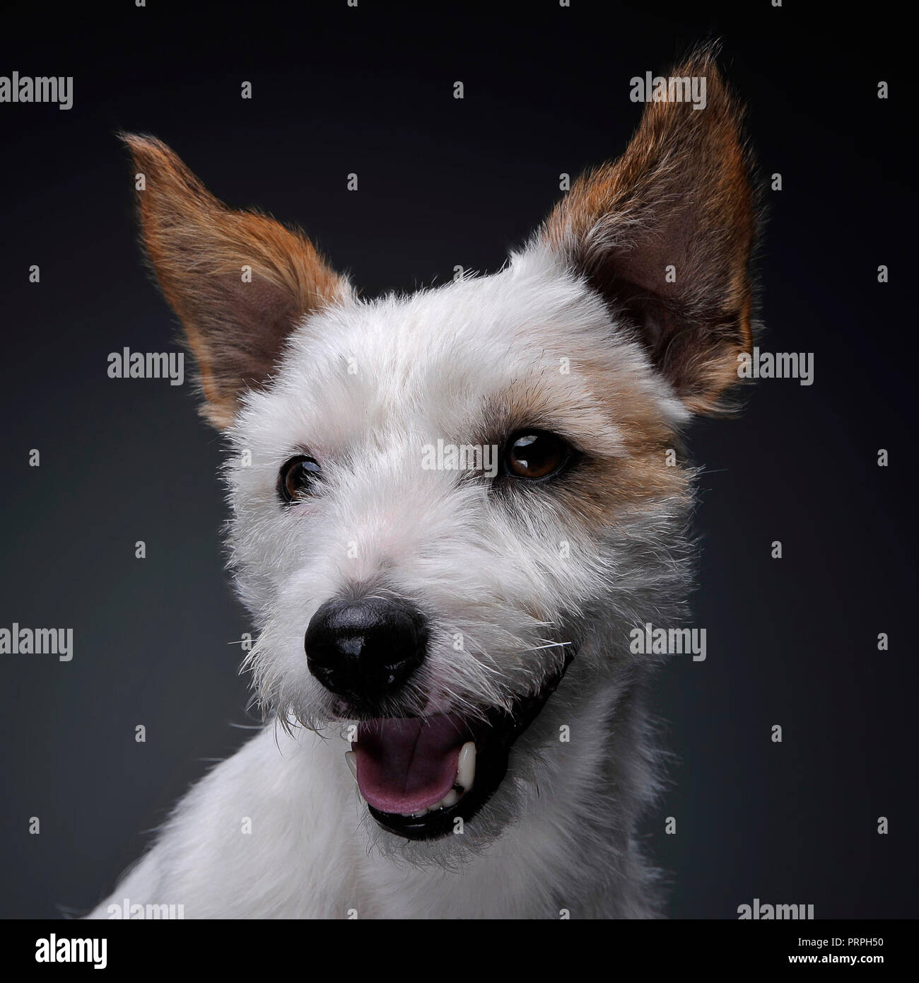 Jack Russell Terrier portrait in a dark studio Stock Photo - Alamy