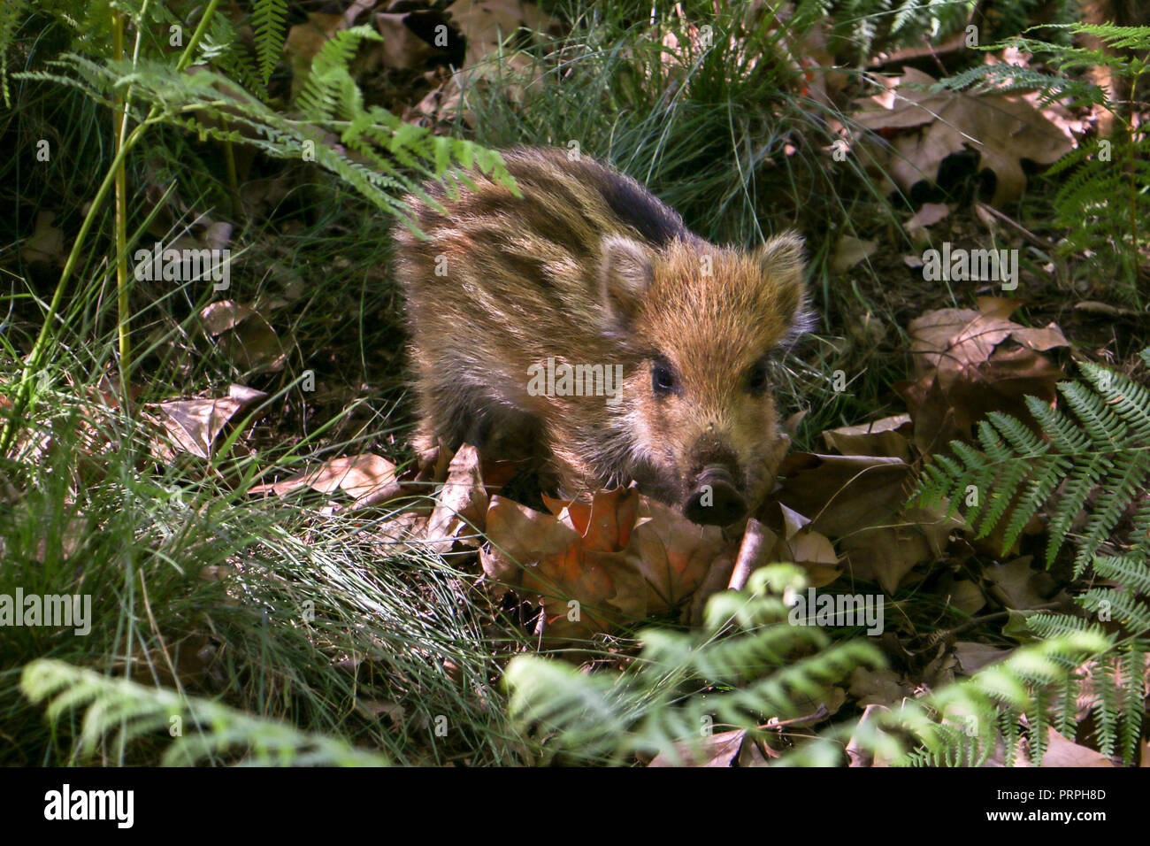 Baby wild boar piglet roaming the forest, foraging for food Stock Photo ...