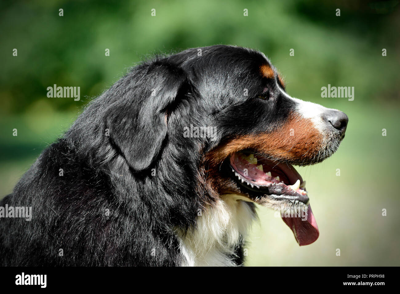 very nice Bernese Mountain Dog portrait in nature Stock Photo - Alamy