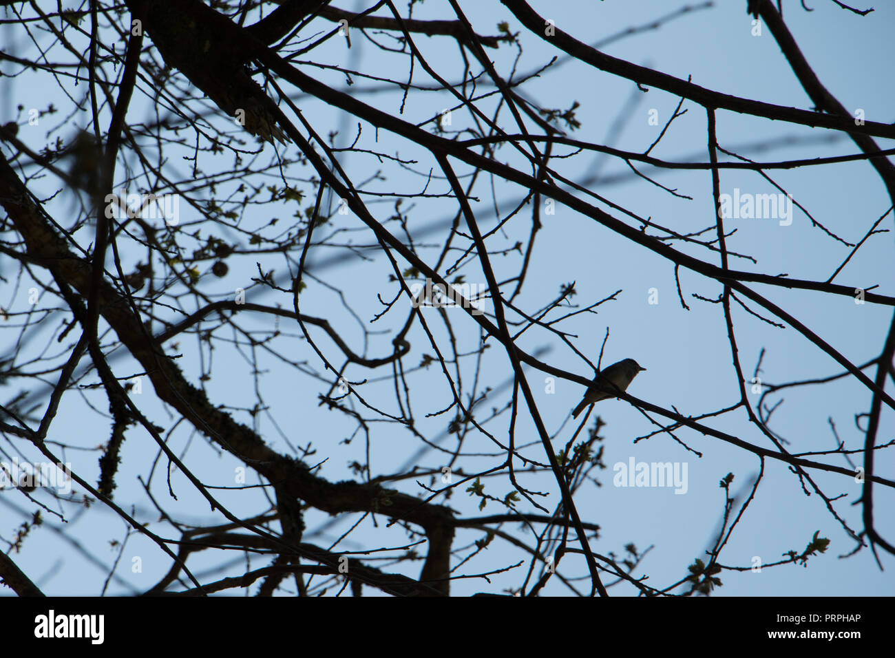 Small bird singing on a tree branch Stock Photo - Alamy