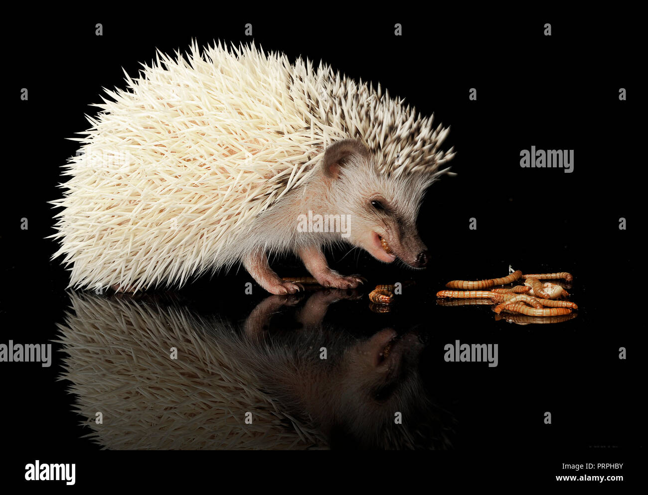 African Hedgehog eating Stock Photo - Alamy