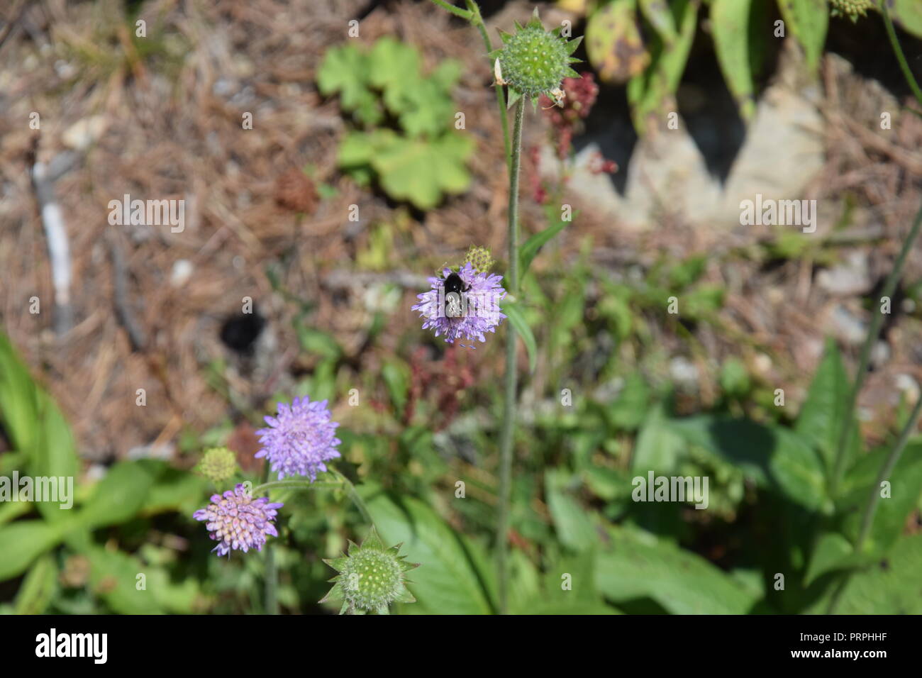 Thistle with insects Stock Photo - Alamy